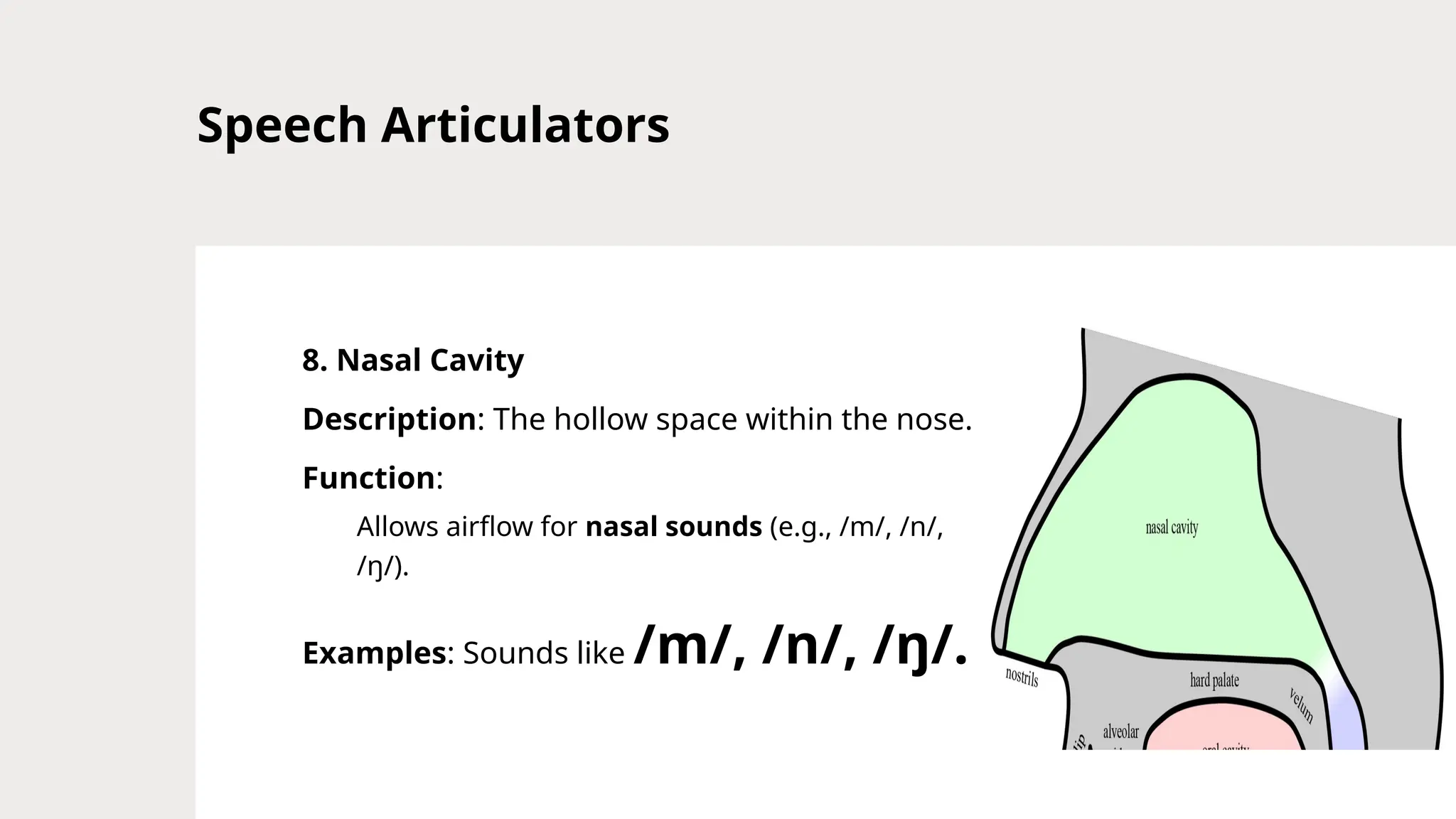 speech organs :Understanding the Mechanisms of Human Speech Production ...