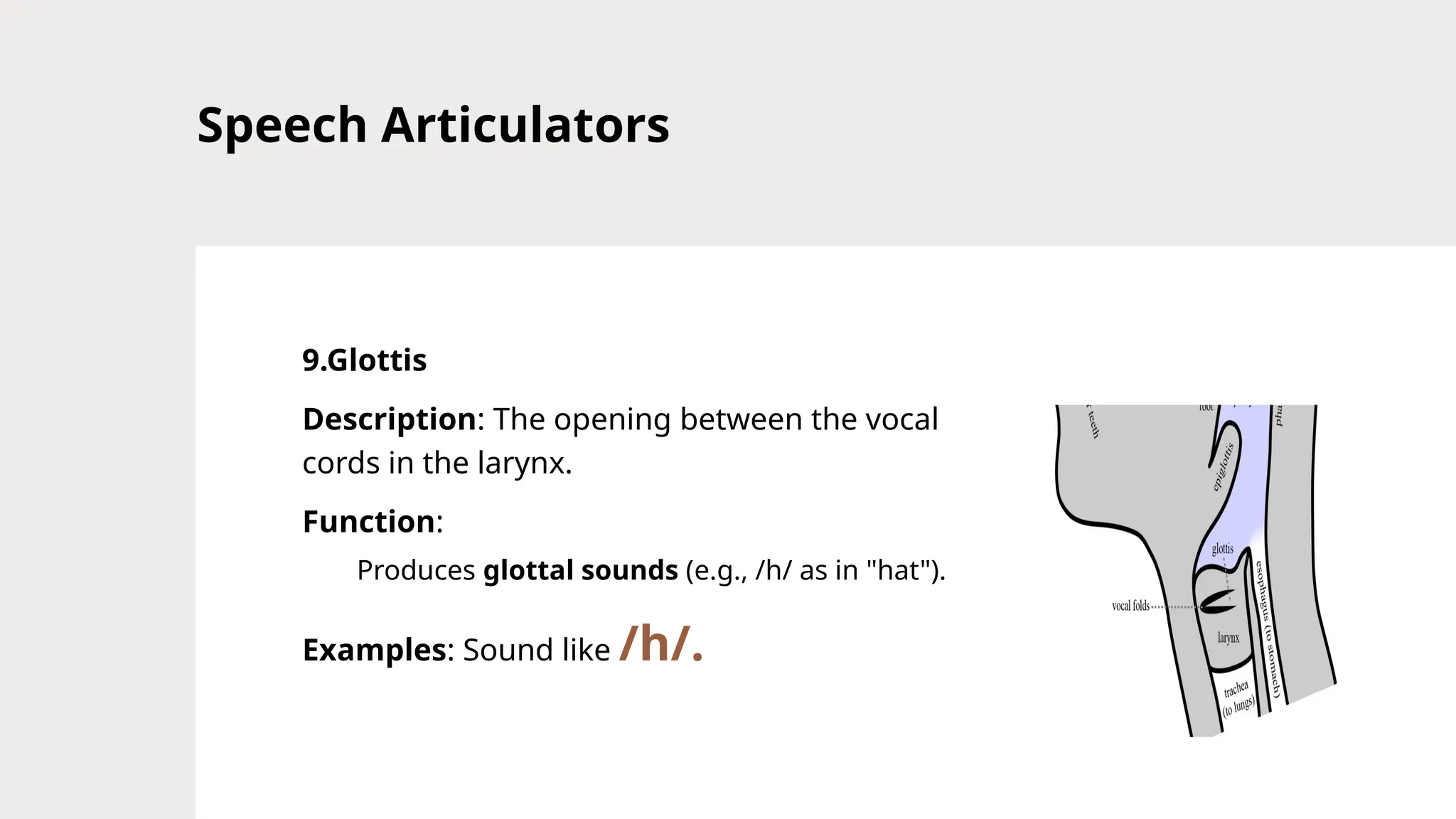 speech organs :Understanding the Mechanisms of Human Speech Production ...