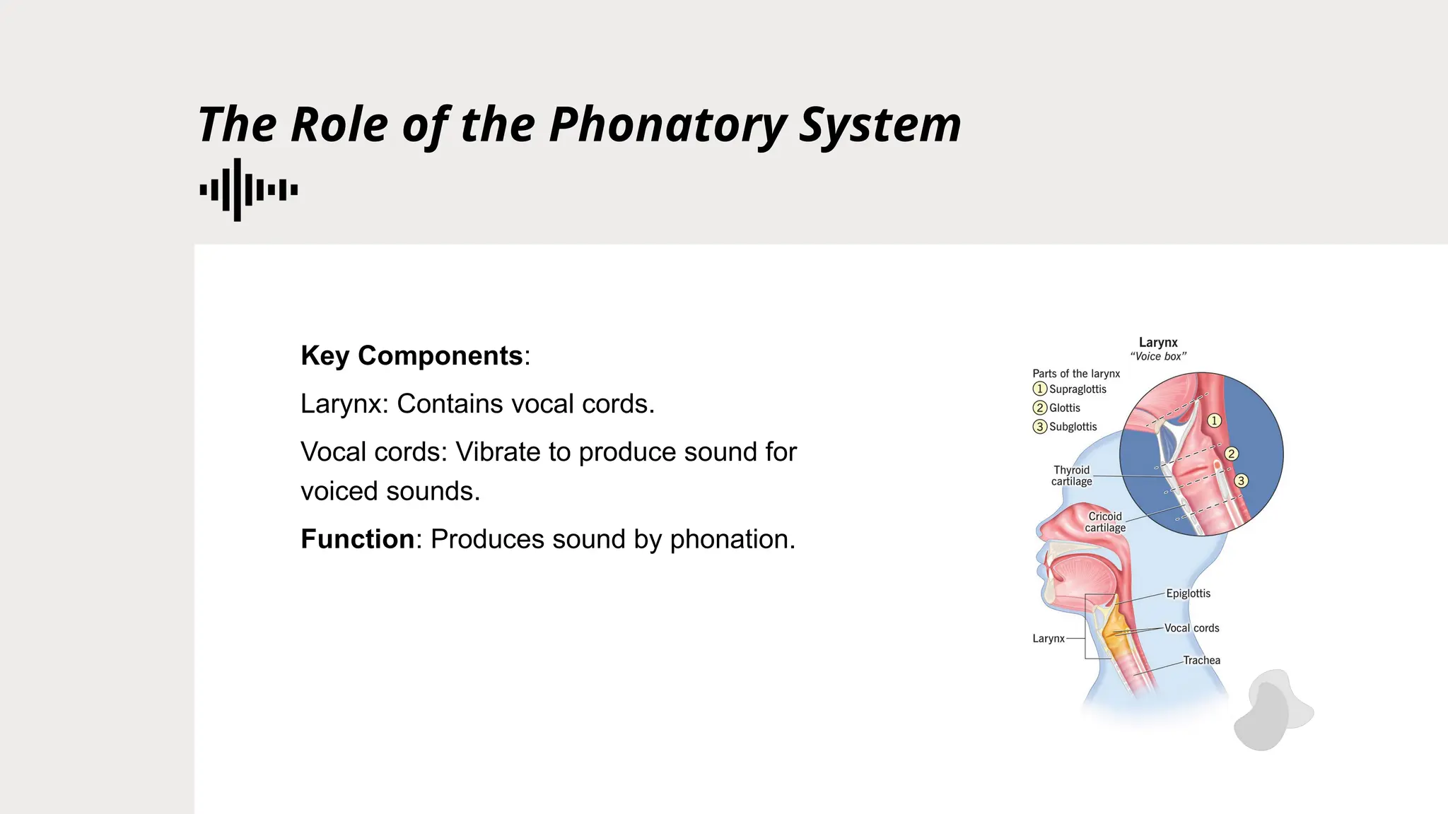 speech organs :Understanding the Mechanisms of Human Speech Production ...