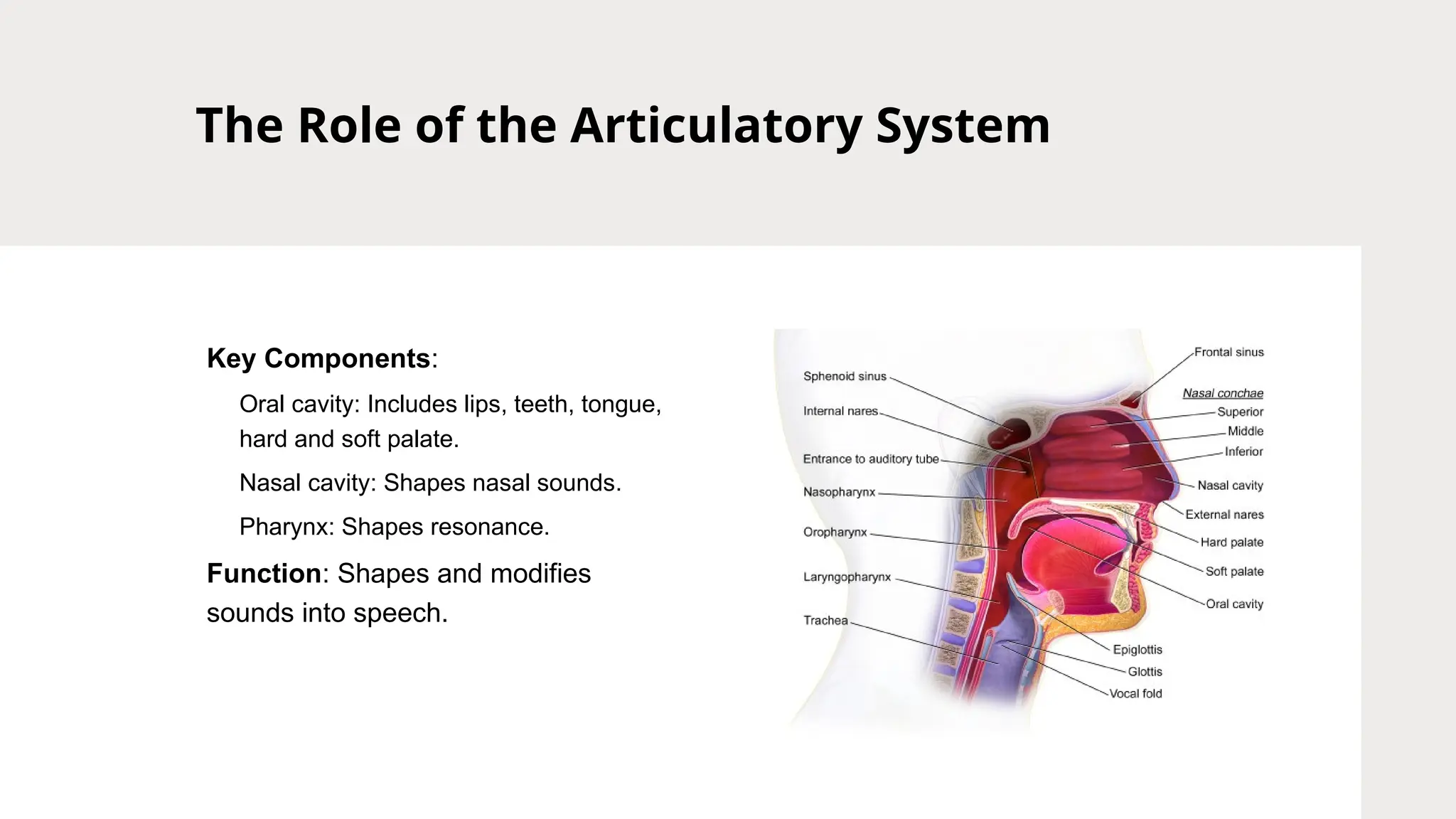 speech organs :Understanding the Mechanisms of Human Speech Production ...