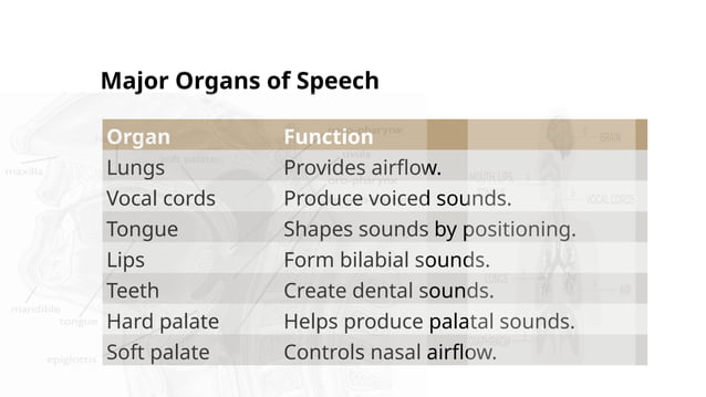 speech organs :Understanding the Mechanisms of Human Speech Production ...