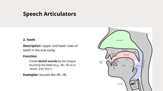 speech organs :Understanding the Mechanisms of Human Speech Production ...