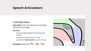 speech organs :Understanding the Mechanisms of Human Speech Production ...
