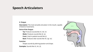 speech organs :Understanding the Mechanisms of Human Speech Production ...