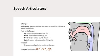 speech organs :Understanding the Mechanisms of Human Speech Production ...