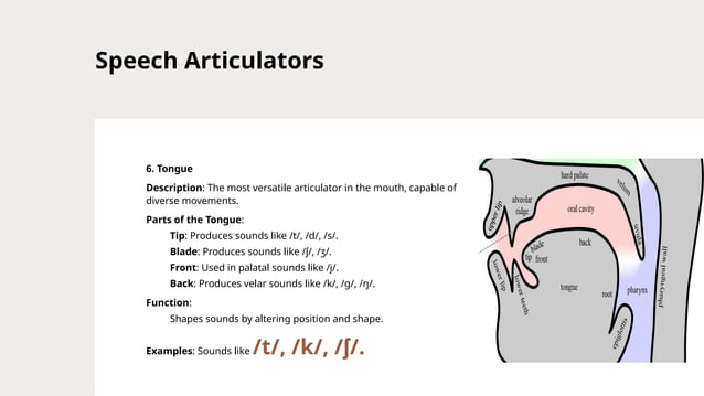 speech organs :Understanding the Mechanisms of Human Speech Production ...