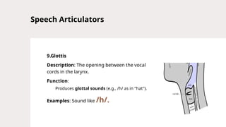 speech organs :Understanding the Mechanisms of Human Speech Production ...