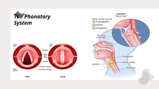 speech organs :Understanding the Mechanisms of Human Speech Production ...