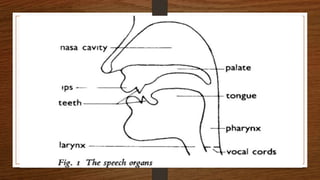 Speech organs meeting # 03 | PPSX