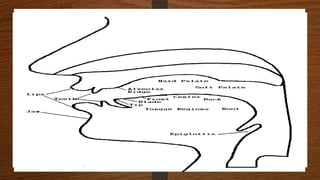 Speech organs meeting # 03 | PPT
