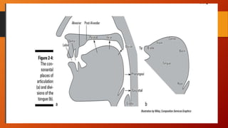 Speech organs part2 | PPSX