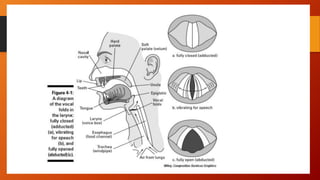 Speech organs part2 | PPT