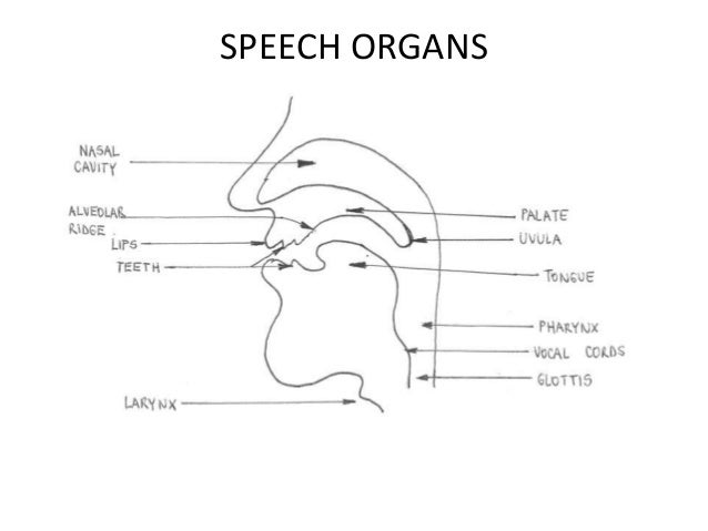Speech organs and sounds they produce