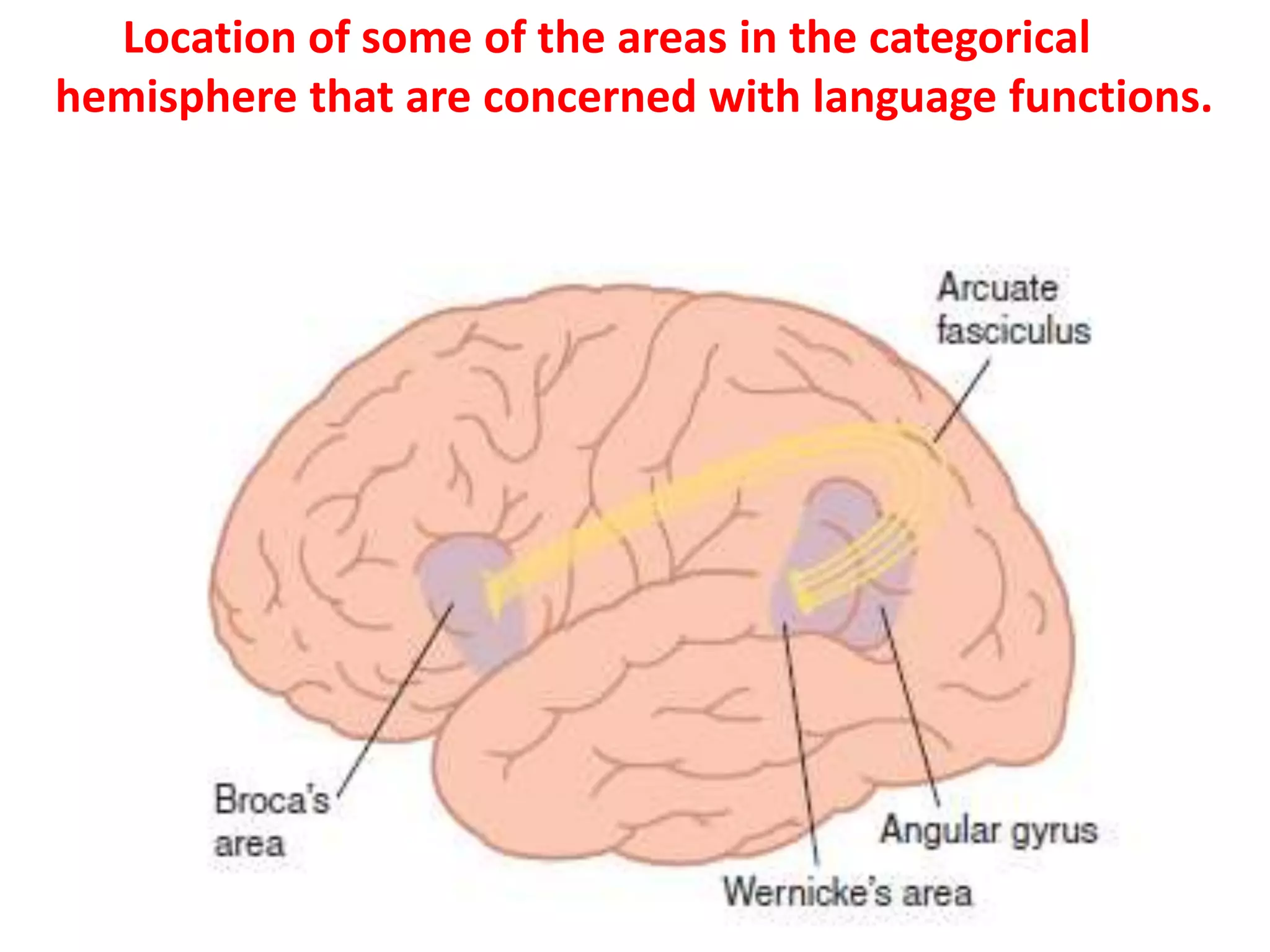 Physiology of Language and Speech | PPTX