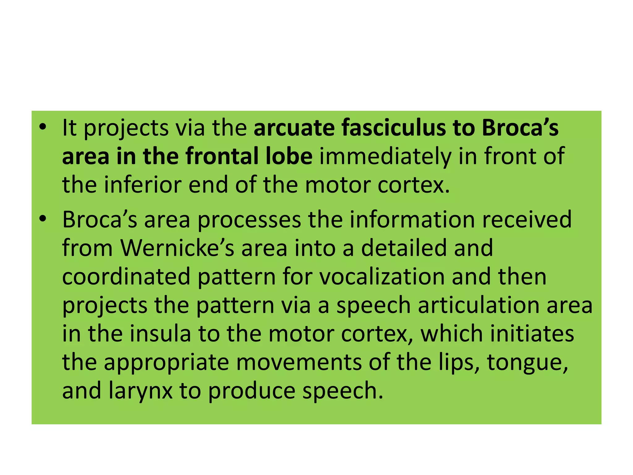 Physiology of Language and Speech | PPTX
