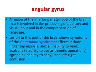 Physiology of Language and Speech | PPTX
