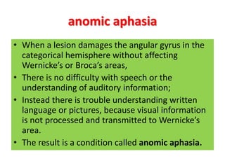 Physiology of Language and Speech | PPTX