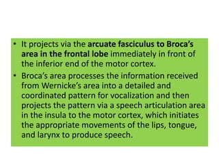 Physiology of Language and Speech | PPTX