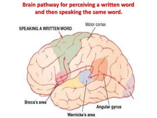 Physiology of Language and Speech | PPTX