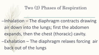 Speech process | PPTX | Lung and Respiratory Health | Diseases and ...