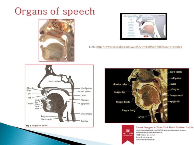 Speech sounds introduction | PPT | Ear, Nose and Throat Conditions ...