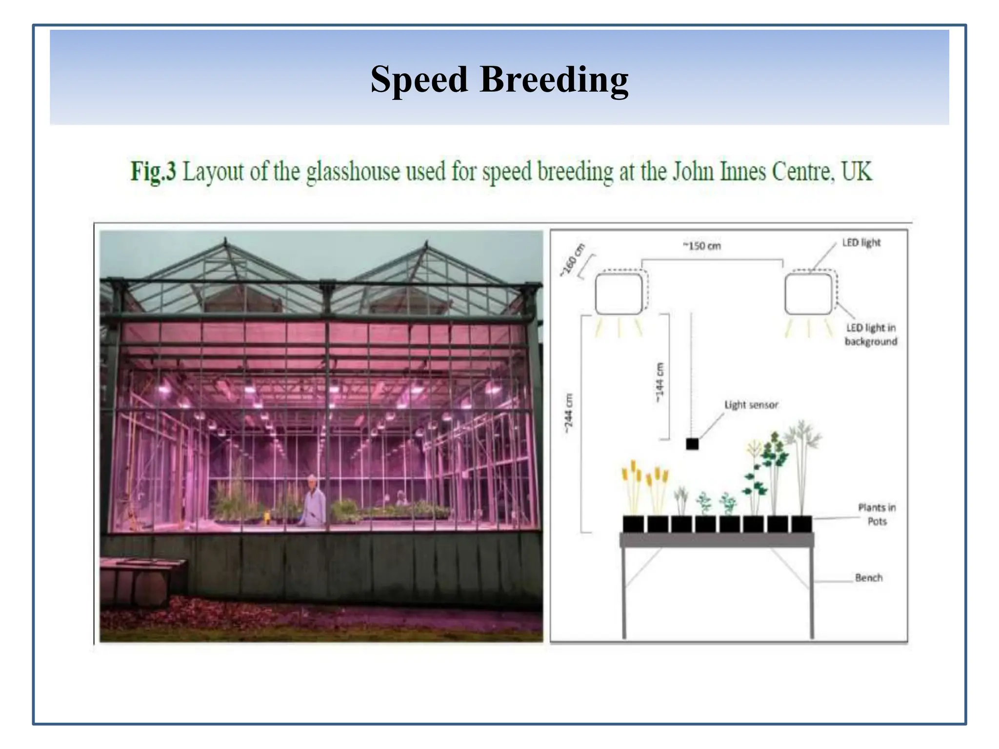 Speed Breeding in Vegetable Crops- innovative approach for present era ...