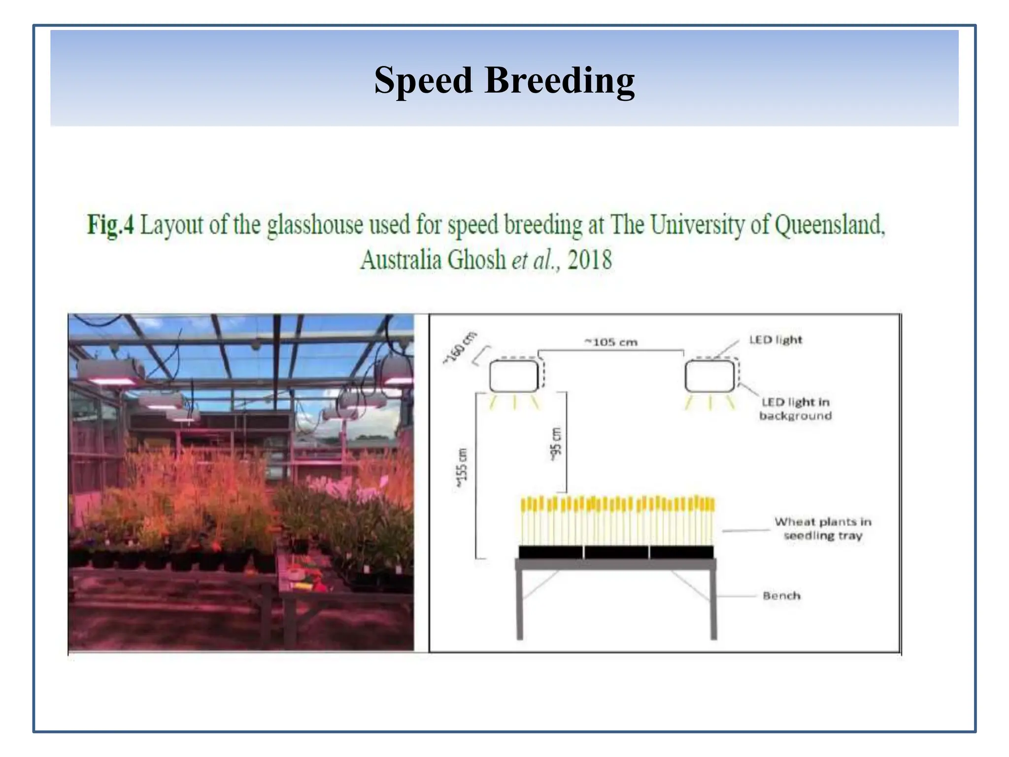 Speed Breeding in Vegetable Crops- innovative approach for present era ...