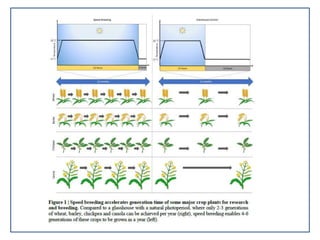 Speed Breeding in Vegetable Crops- innovative approach for present era ...