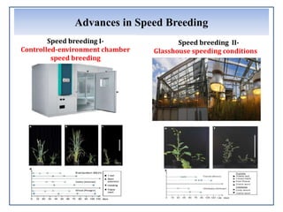 Speed Breeding in Vegetable Crops- innovative approach for present era ...