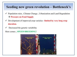 Speed Breeding in Vegetable Crops- innovative approach for present era ...