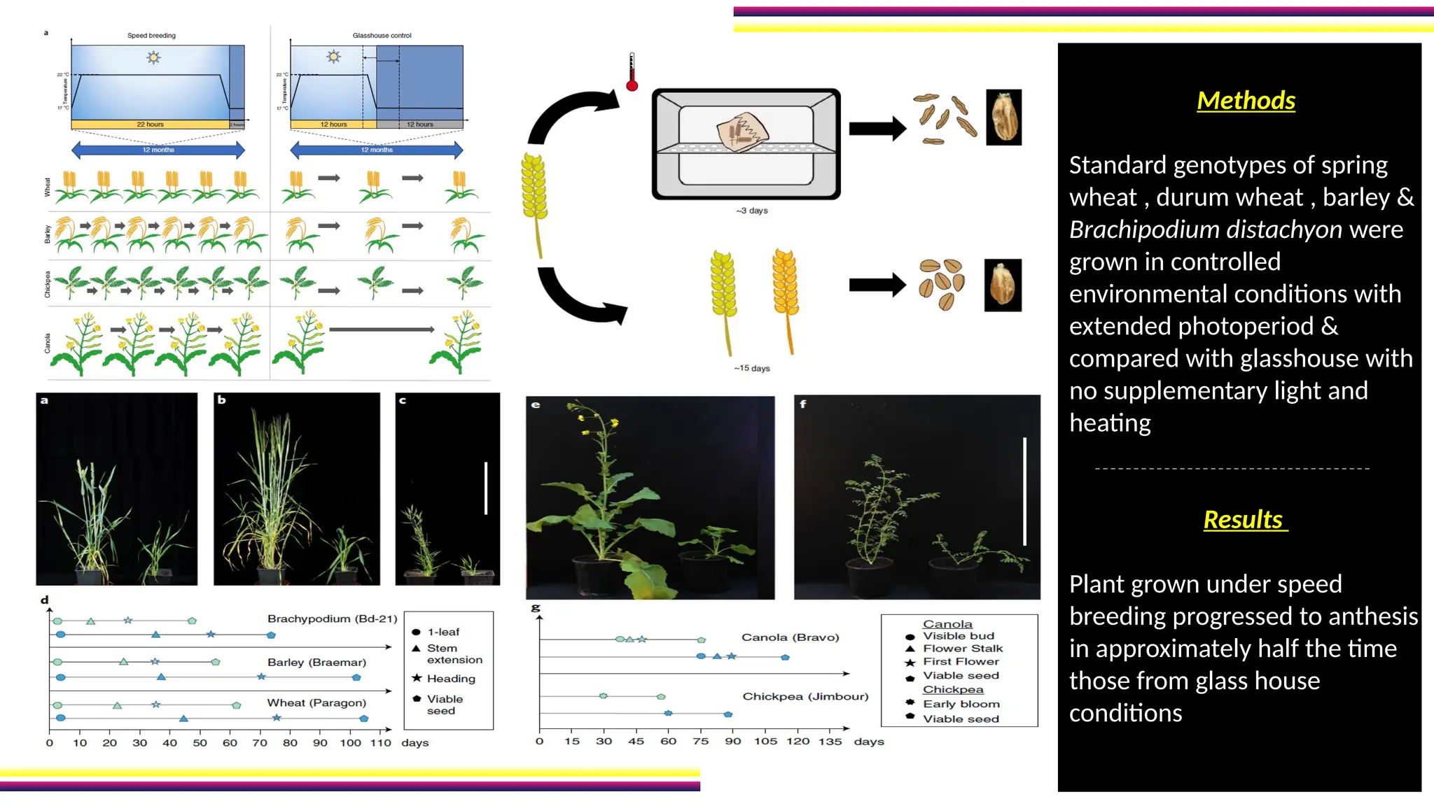 SPEED BREEDING AND IT'S IMPACT ON FUTURE AGRICULTURAL PRACTICES | PPTX