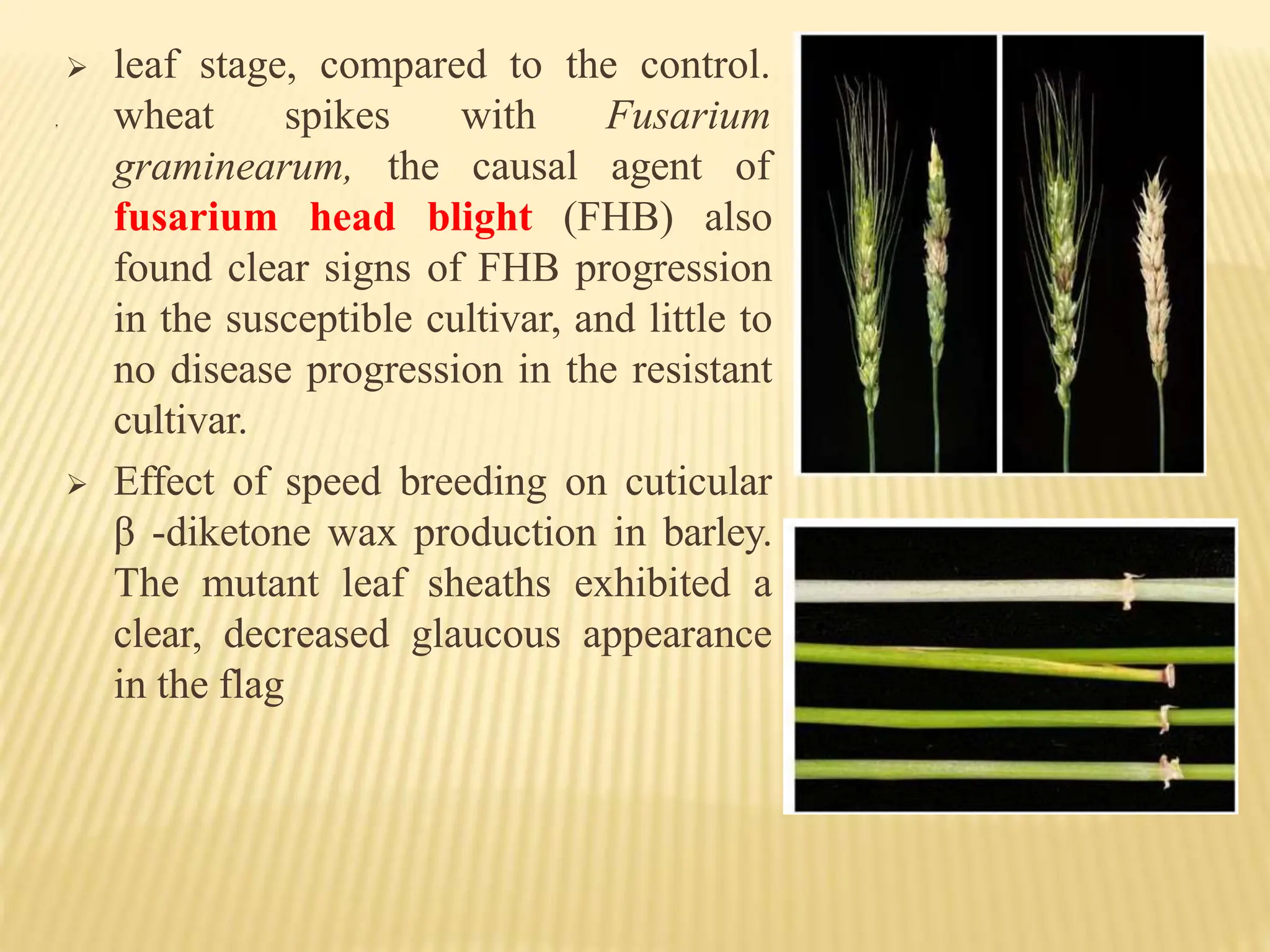 Speed breeding FOR CROP IMPROVEMENT PPT..pptx