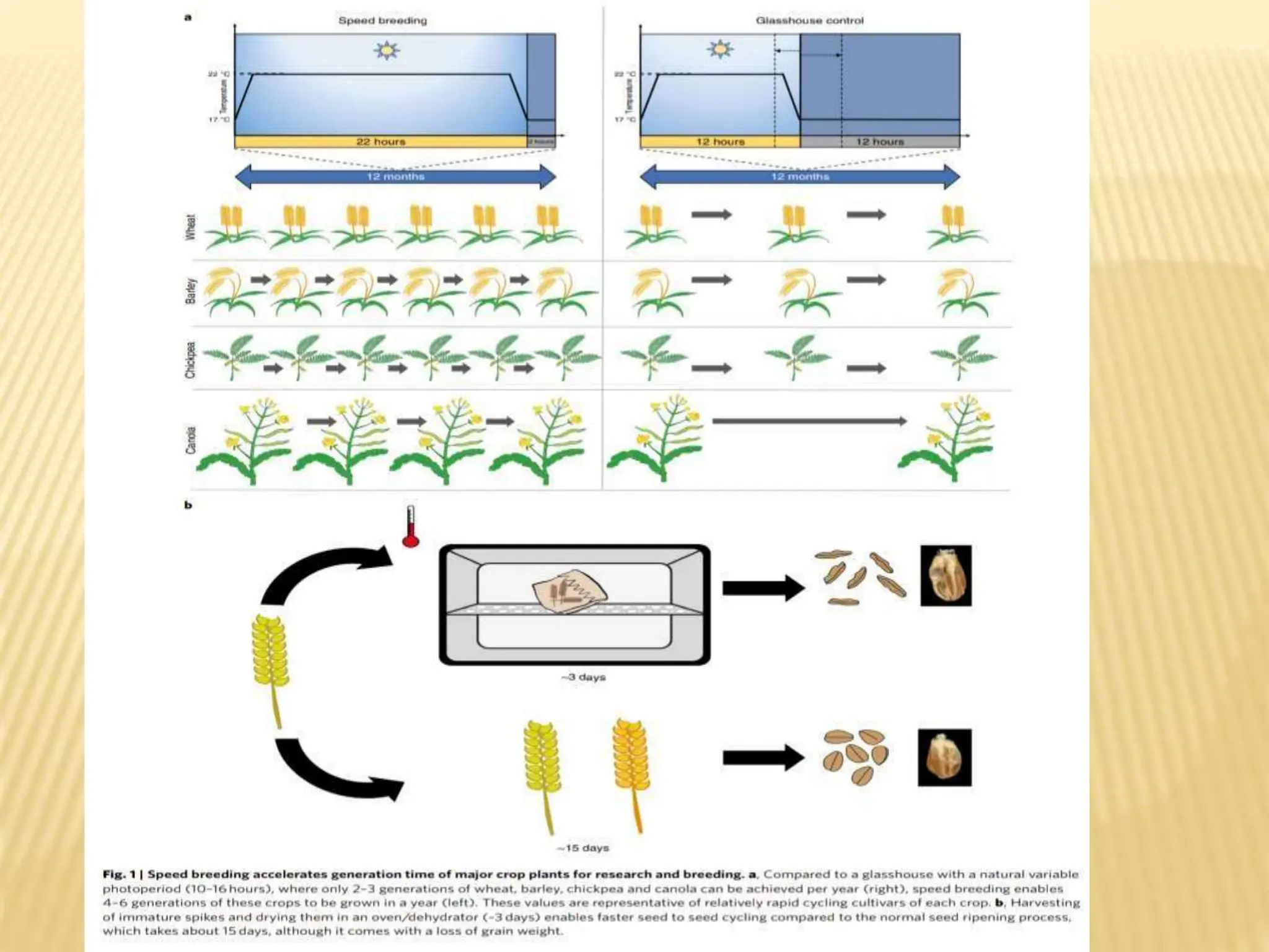 Speed breeding FOR CROP IMPROVEMENT PPT..pptx