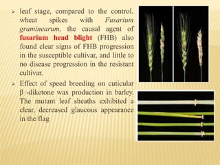 Speed breeding FOR CROP IMPROVEMENT PPT..pptx