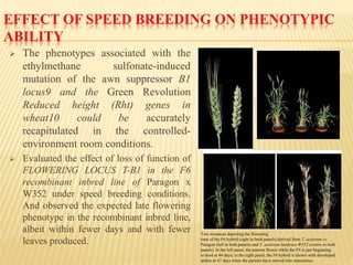Speed breeding presentation | PPTX