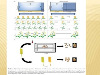 Speed breeding presentation | PPTX