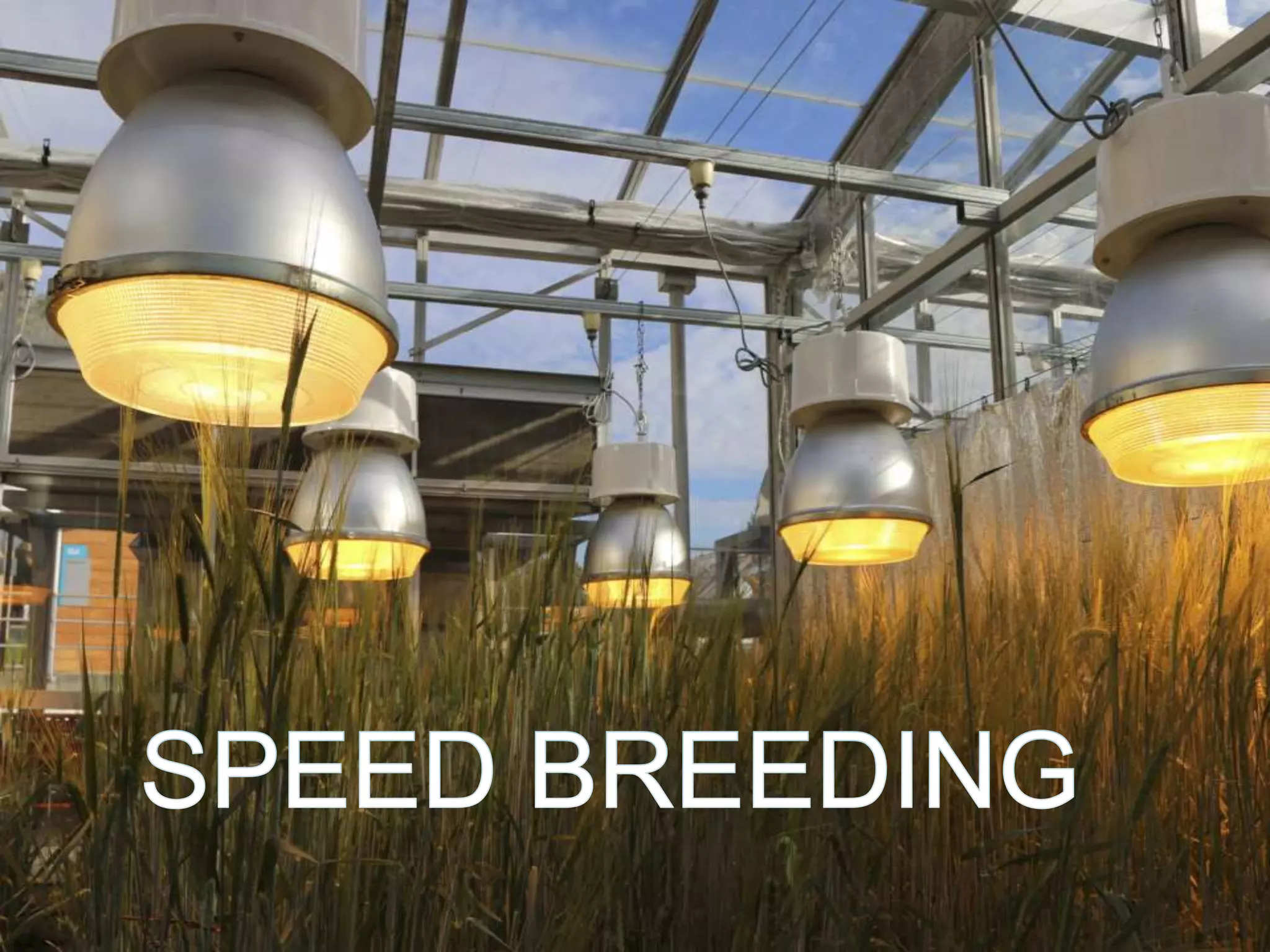 Speed breeding.pptx