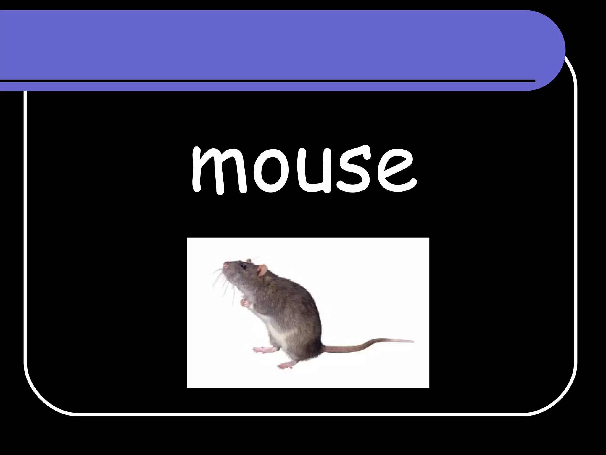 Spelling irregular plurals | PPT