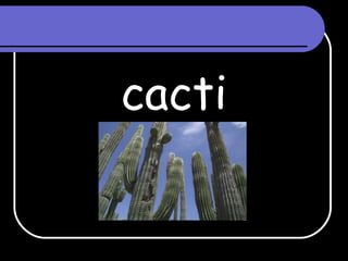Spelling irregular plurals | PPT