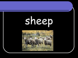 Spelling irregular plurals | PPT