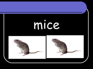 Spelling irregular plurals | PPT