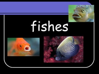 Spelling irregular plurals | PPT