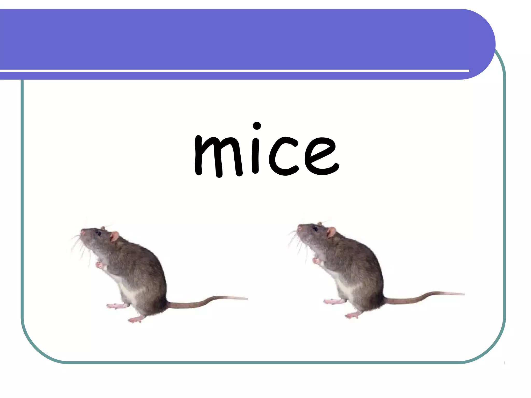 Spelling irregular plurals | PPT