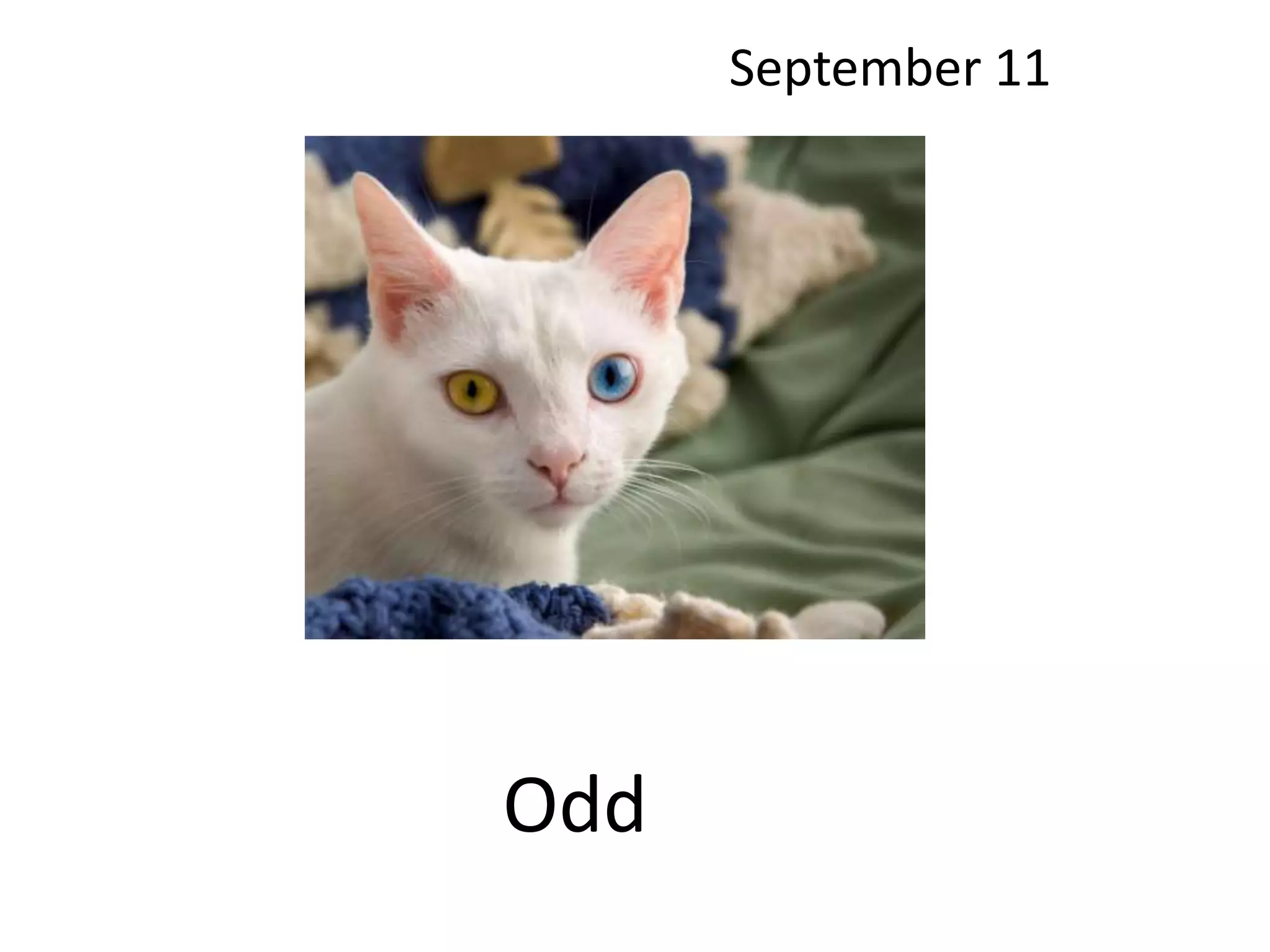 Spelling september | PPTX