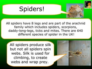 Spelling Spiders | PPT
