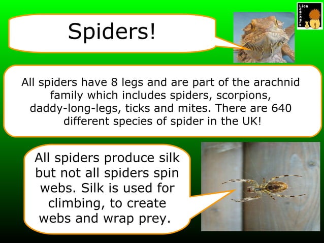 Spelling Spiders | PPT