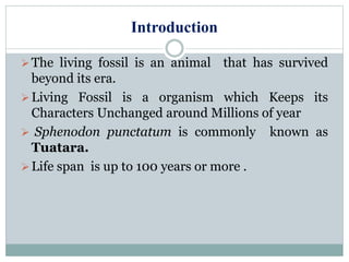 spenadon - A living fossil | PPTX