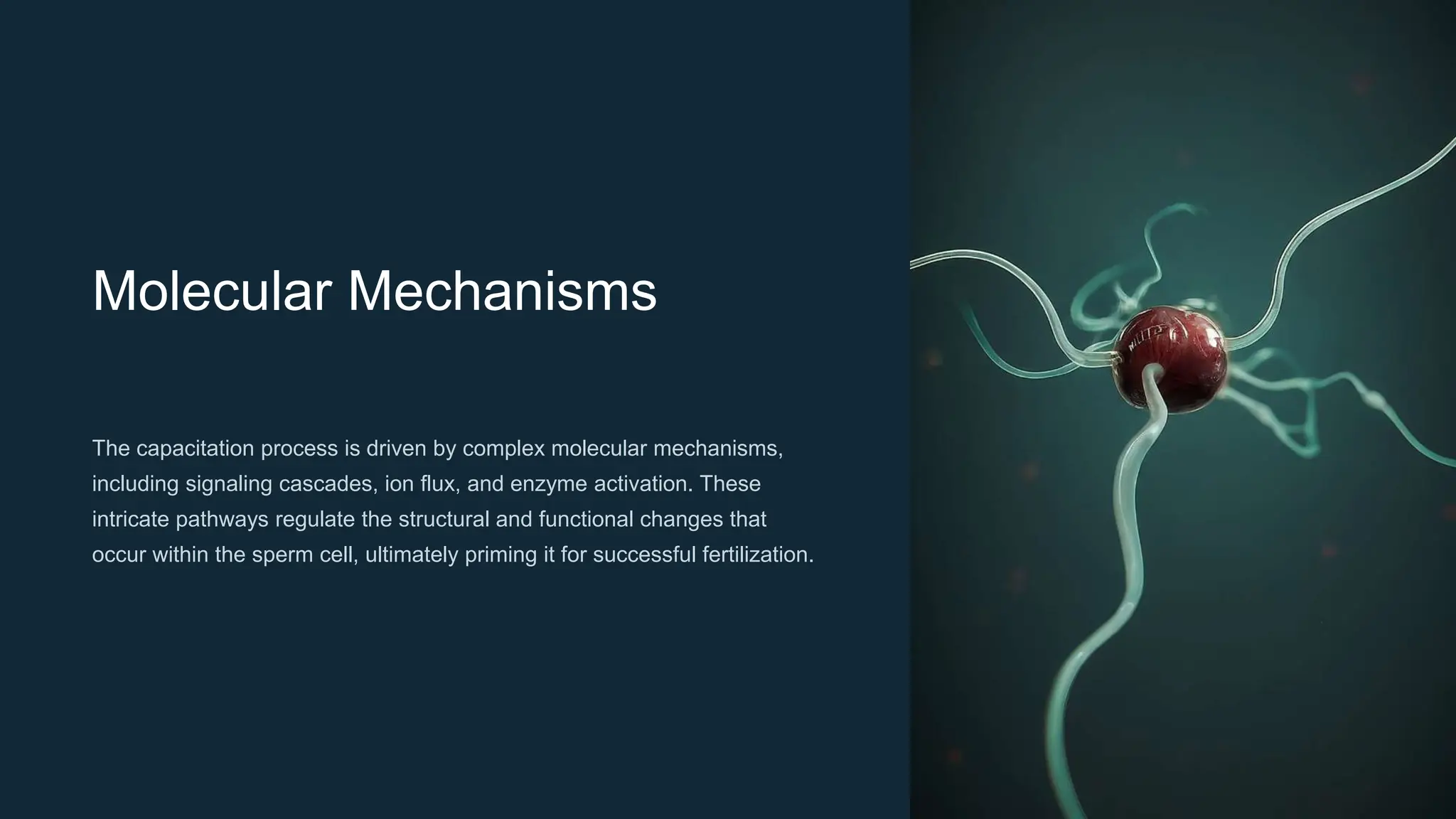 Sperm-Capacitation-An-Overview in msc.pptx