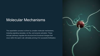 Sperm-Capacitation-An-Overview in msc.pptx
