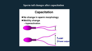 Sperm-Capacitation-An-Overview-reseach.pptx